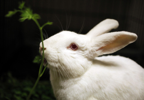 Rabbits, time to shine for Chinese New Year - The Korea Herald