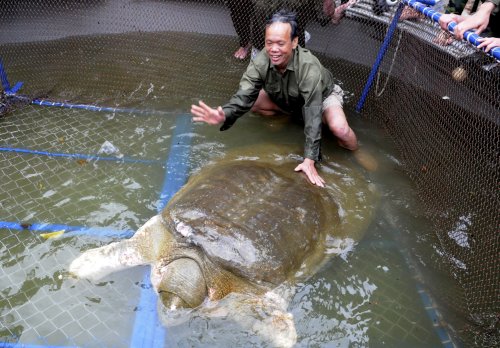 vietnamese sword turtle