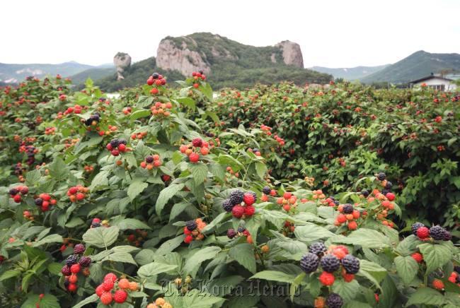 Gochang invites tourists to enjoy health, beauty benefits of bokbunja ...