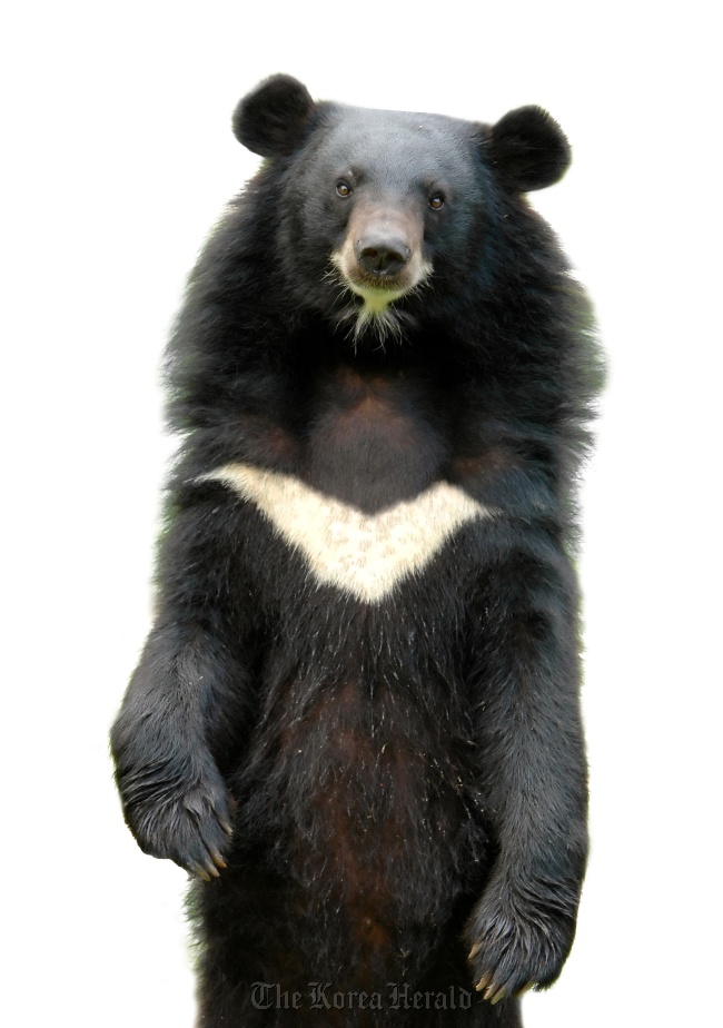 🐻 Asian Black Bear — Guardian of the Forest with a Crescent Moon on Its ...