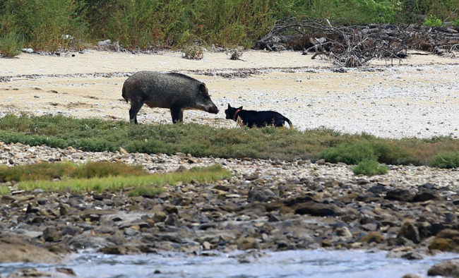 Boar war: Korea struggles to deal with wild pigs - The Korea Herald