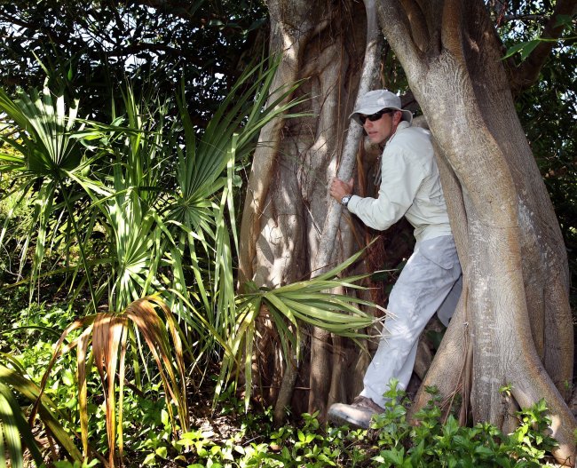Miami’s Virginia Key transforms from desolate hammock to tropical ...