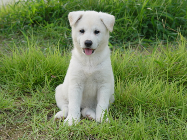 [Weekender] Five wonders of Jindo Island - The Korea Herald