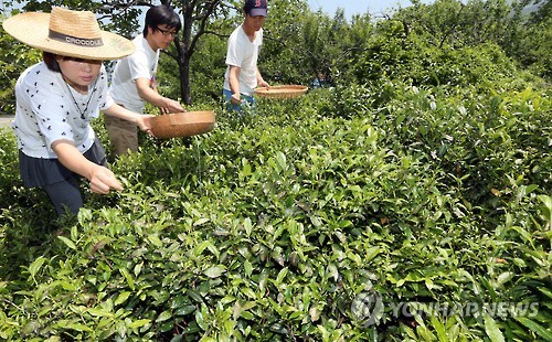 Korea eyes exports of signature green tea - The Korea Herald