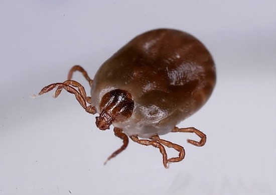 Death by killer bush ticks doubles this year - The Korea Herald