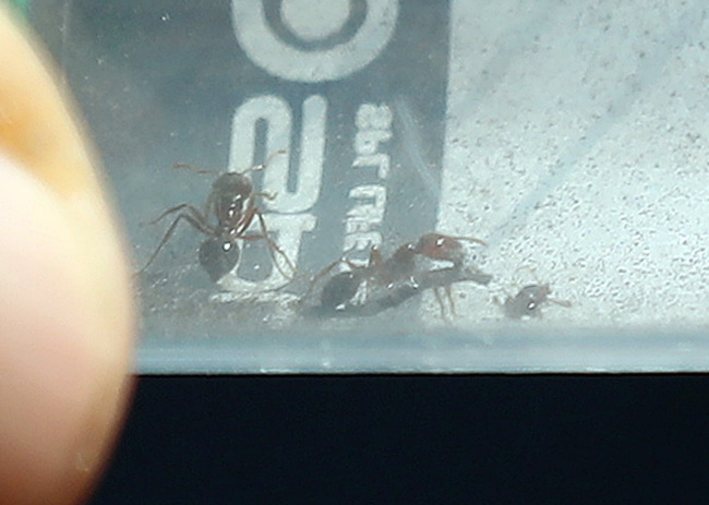 fire ant queen size