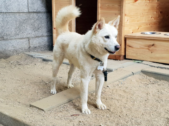 N. Korea gifts pair of Pungsan dogs to mark inter-Korean summit in ...