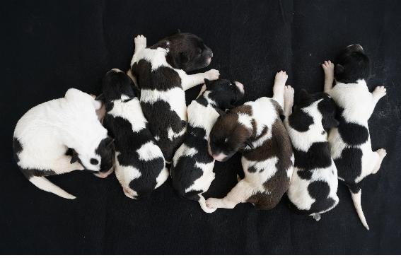 Scientists restore indigenous dog breed - The Korea Herald