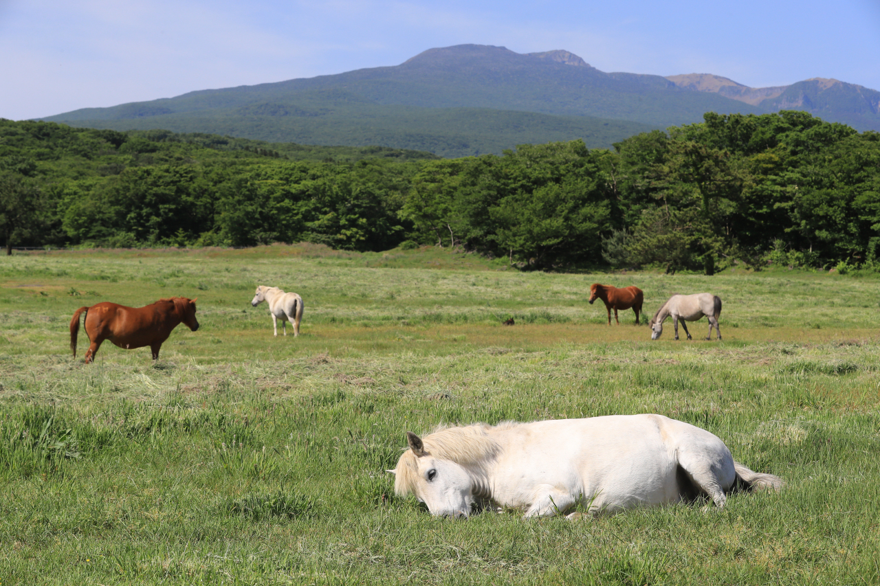[Photo News] Jeju horses bask in sunlight - The Korea Herald