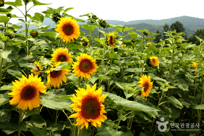 [Travel Bits] Festivals, sights across Korea - The Korea Herald