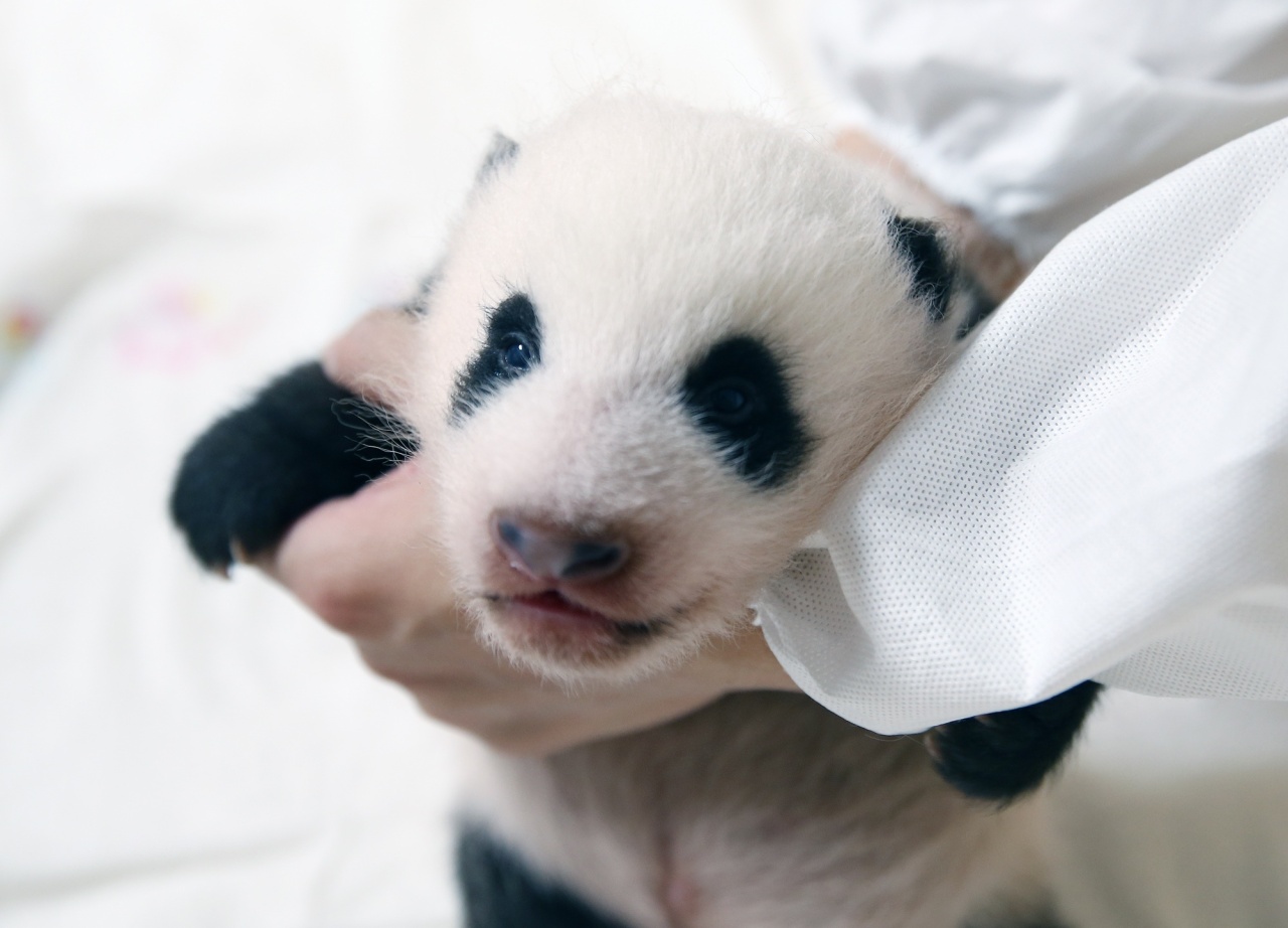 50-day-old giant panda cub 10 times heavier than birth weight - The ...