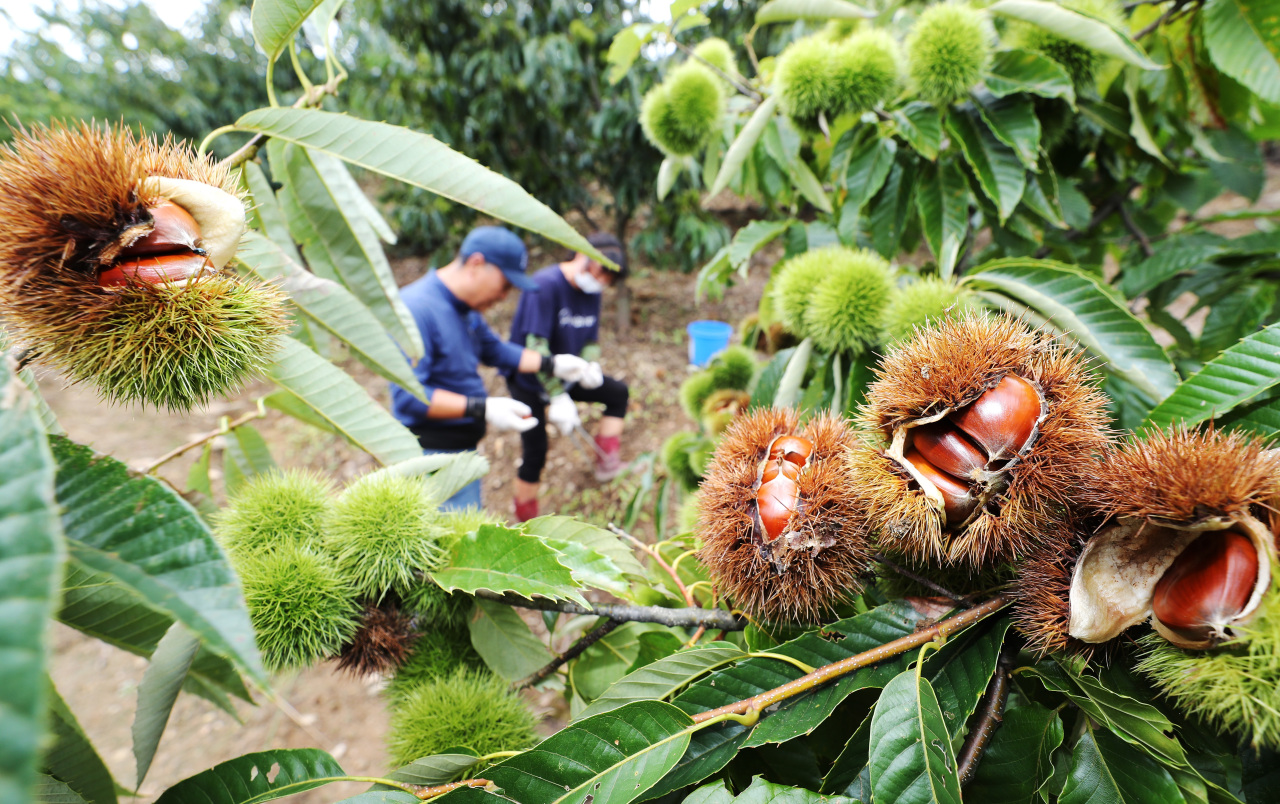 [Photo News] Chestnut picking in Gongju - The Korea Herald