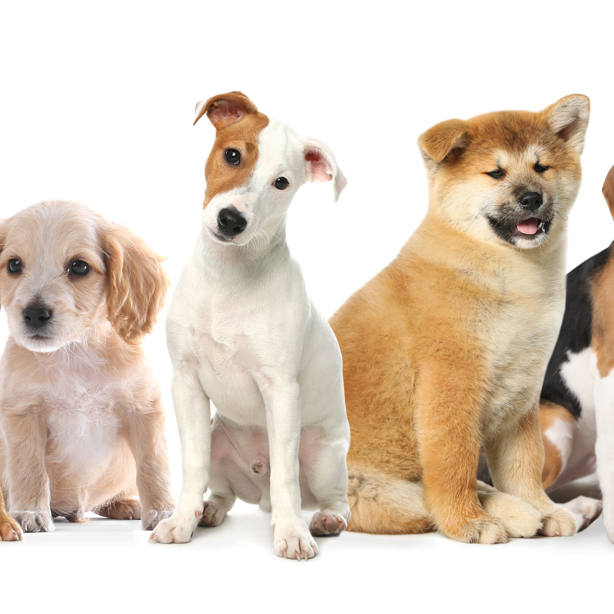 Seoul offers free pet dog education - The Korea Herald