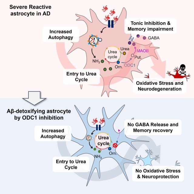 storing memory alie astrocyte