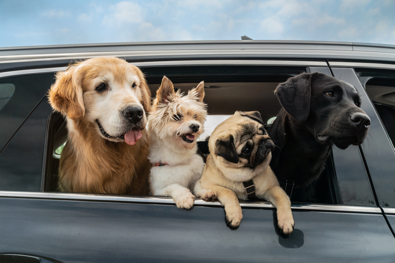 ‘My Heart Puppy’ offers smiles, laughter with ‘bromance’ - The Korea Herald