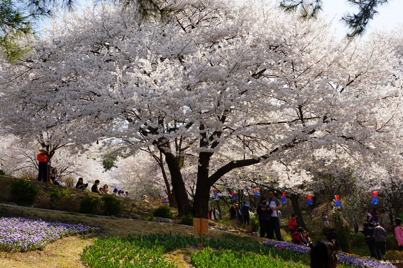 [One with Nature] Lesser-known cherry blossom streets in Seoul - The ...