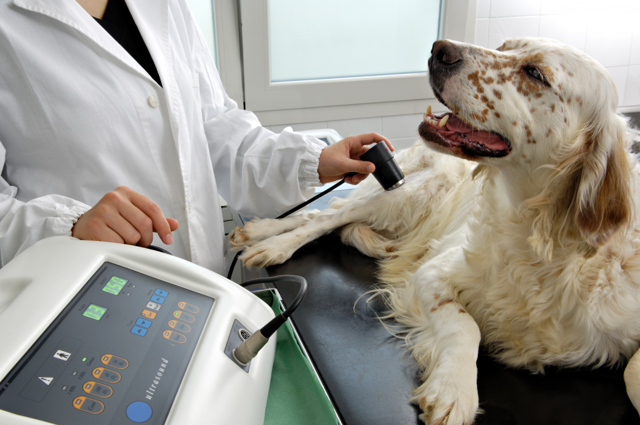 Korea’s pet insurance market lukewarm despite growing pet ownership ...