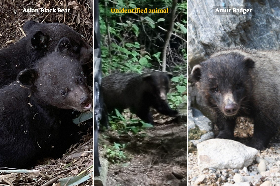 Bear or badger? Debates continue over photo of unidentified wild animal ...