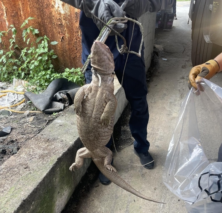 Culprit behind gator scare in Yeongju may have been giant lizard - The ...