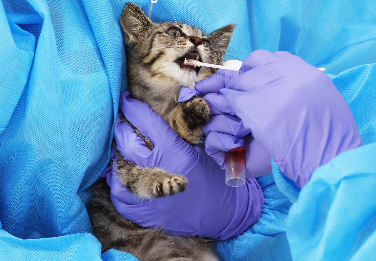 Highly pathogenic avian influenza virus confirmed in cat food - The ...