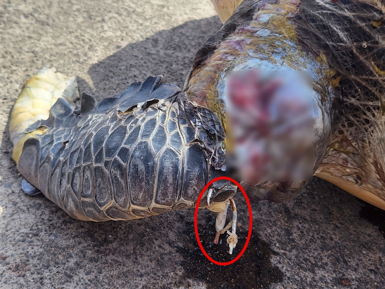 Endangered sea turtle found dead with fishhook lodged in flipper - The ...
