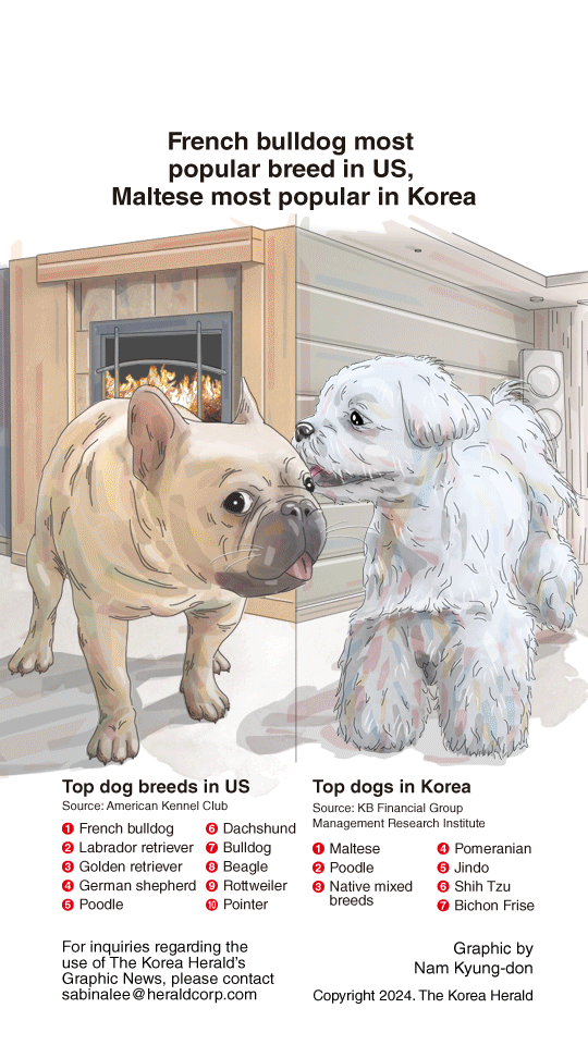 [Graphic News] French bulldog most popular breed in US, Maltese most ...