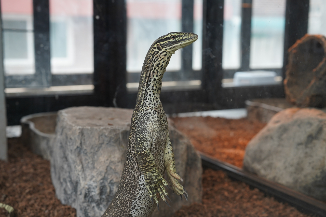 Reptiles, Hangeul-theme cafe and circus on Nodeul Island - The Korea Herald
