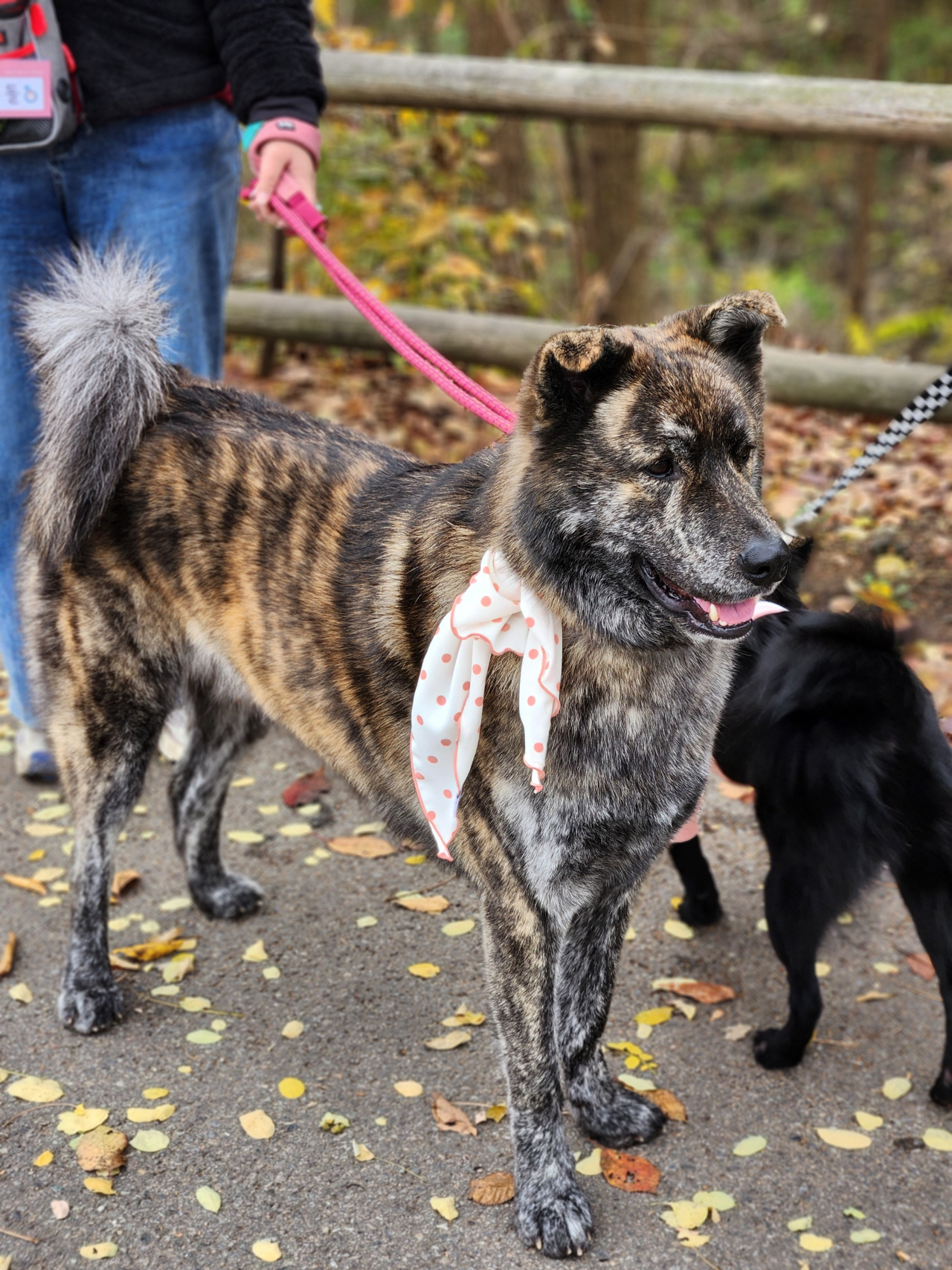 German shepherds and French poodles... What about Korean Jindo? - The ...