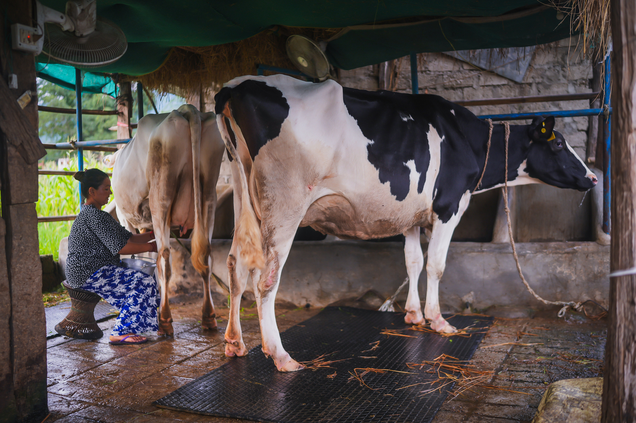 'Milky way' project: Korean cows propel Nepal’s milk production sixfold ...