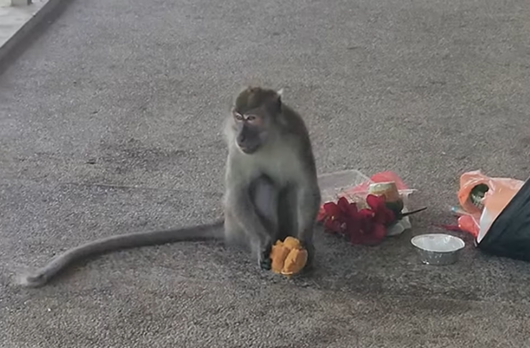 Monkey nuisance at Singapore columbarium: Visitors asked not to leave ...