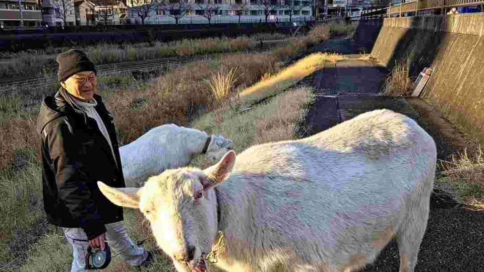 Interacting with goats spreads smiles at firms, welfare facilities in ...