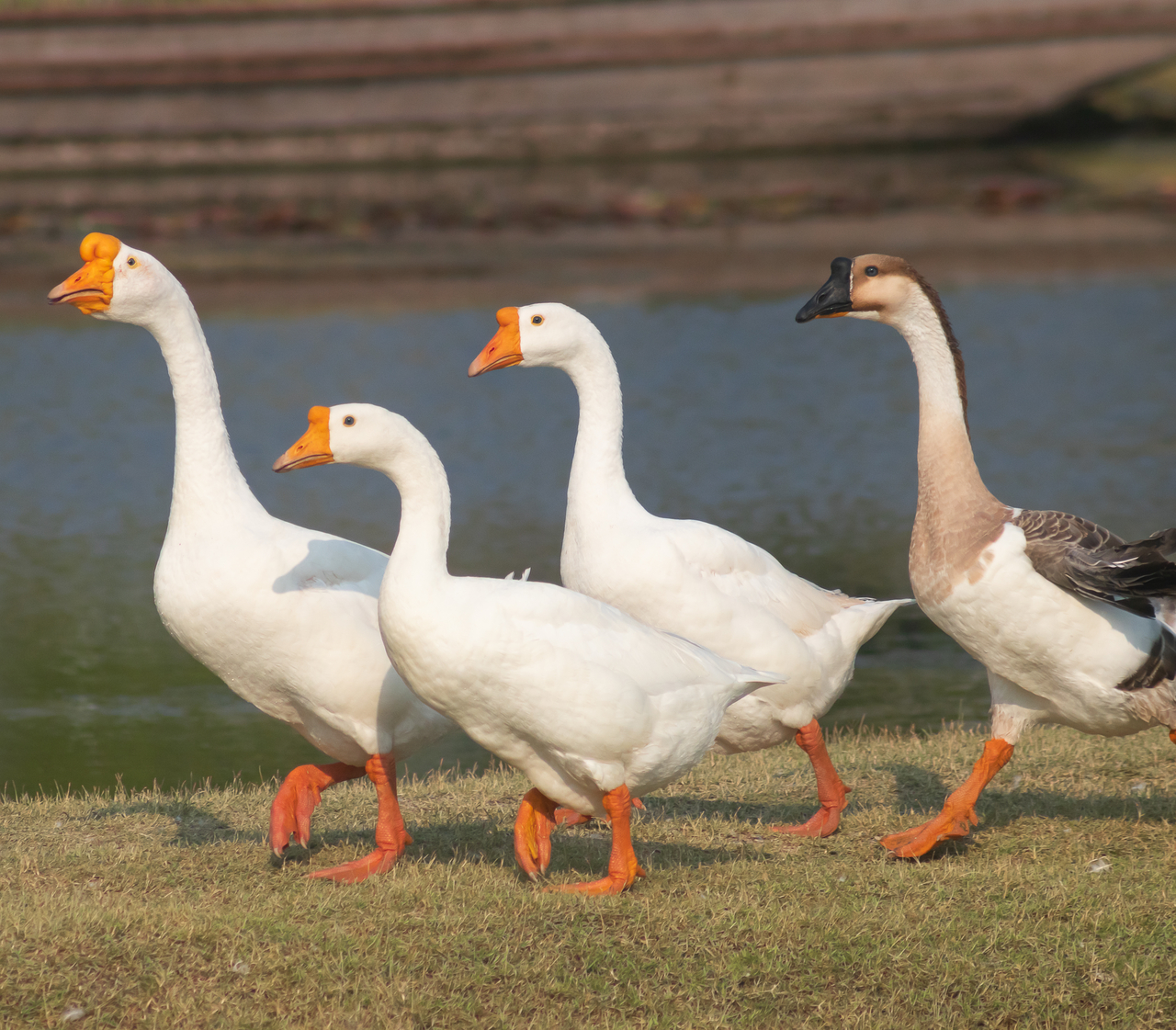 'Guard geese' becoming more common in Korea: report - The Korea Herald