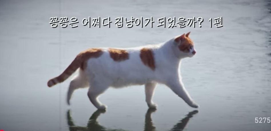 Journalist adopts cat behind 'frozen Han River' meme - The Korea Herald