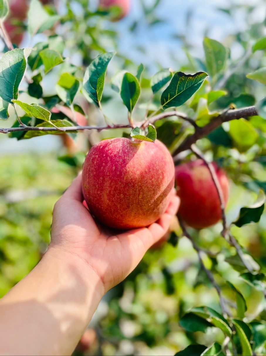 Mungyeong welcomes autumn with apples, omija and mountain passes - The ...