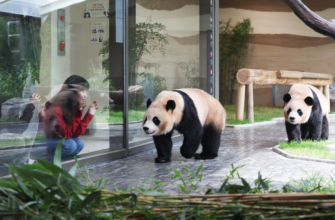 New home for panda twins - The Korea Herald