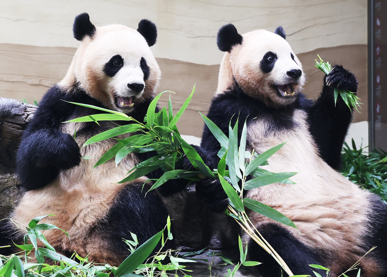 New home for panda twins - The Korea Herald