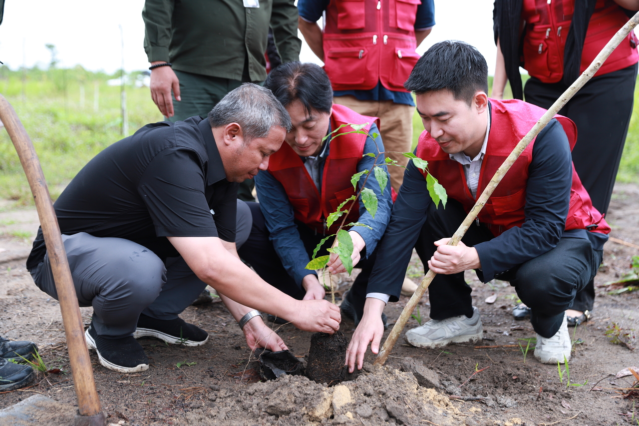KGC인삼공사, 인도네시아에 침향나무 1000그루 식재…“환경경영 실천” - 헤럴드경제