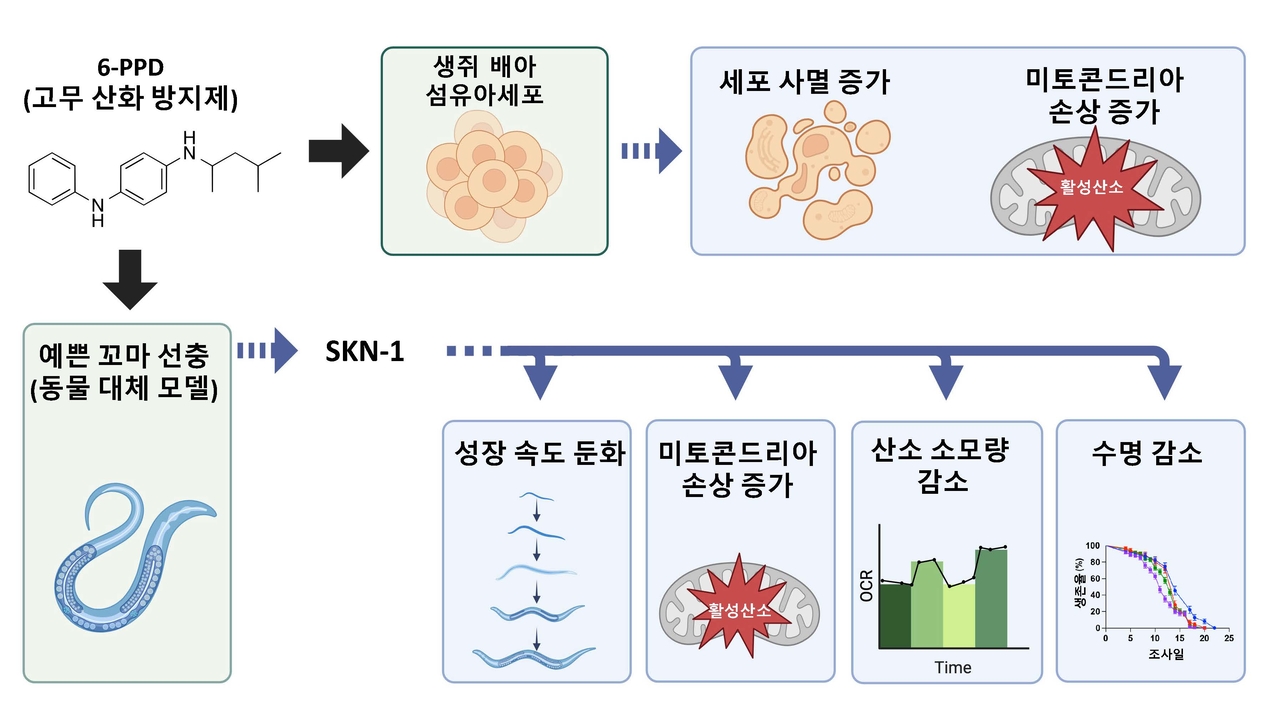 “이정도 위험할줄은” 타이어 보호제 ‘6-PPD’⋯세포 손상 유발↑ - 헤럴드경제