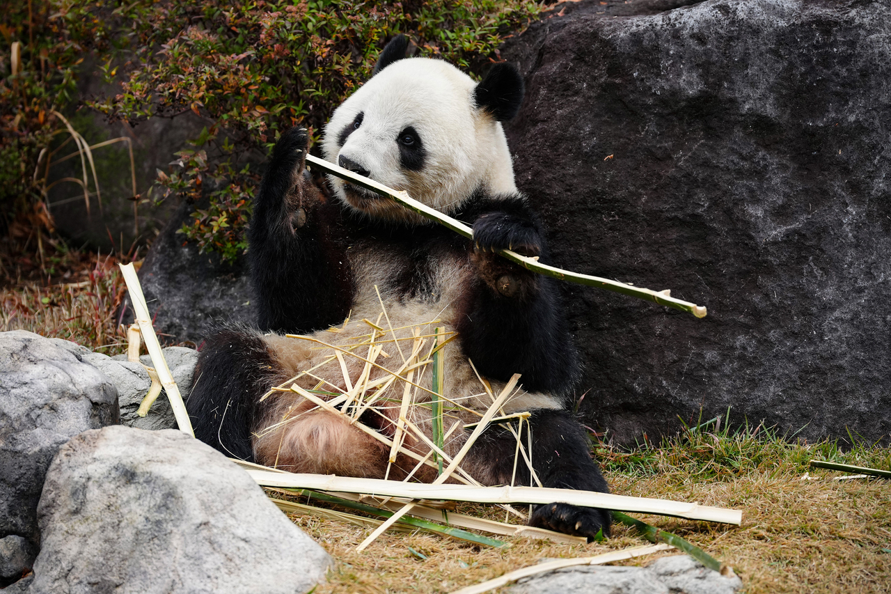 The last two pandas in Japan are leaving for China as ties are strained ...