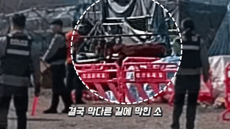 [Video] Runaway cow leads police on wild chase through Asan before ...