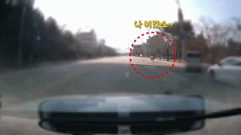 [Video] Runaway cow leads police on wild chase through Asan before ...