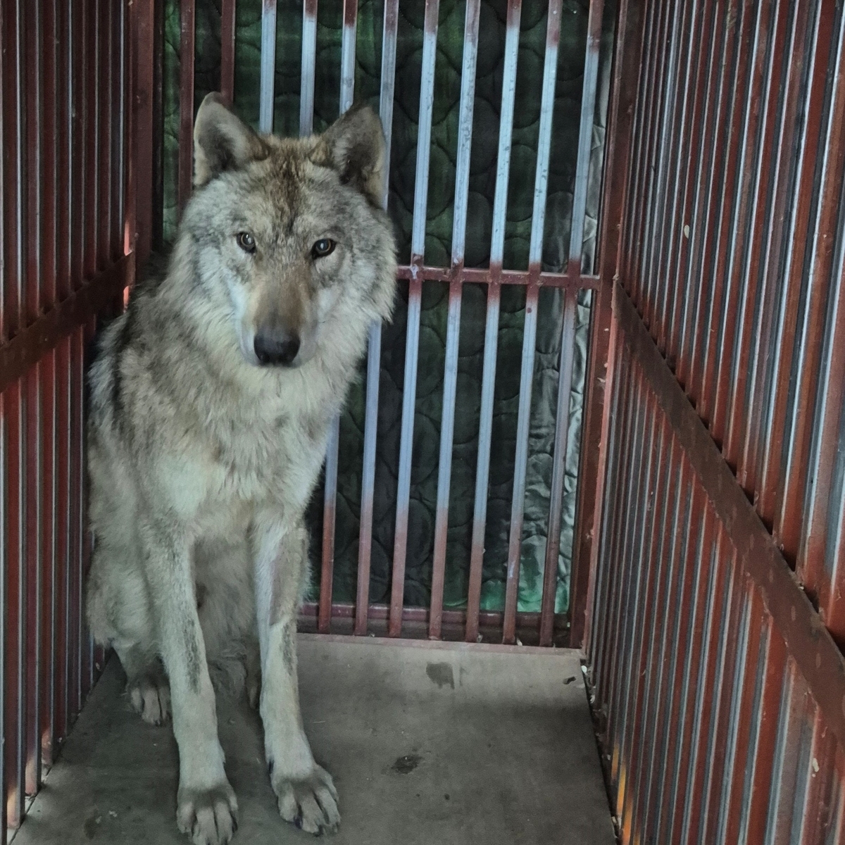 Escaped zoo wolf recovering, set to return to enclosure - The Korea Herald