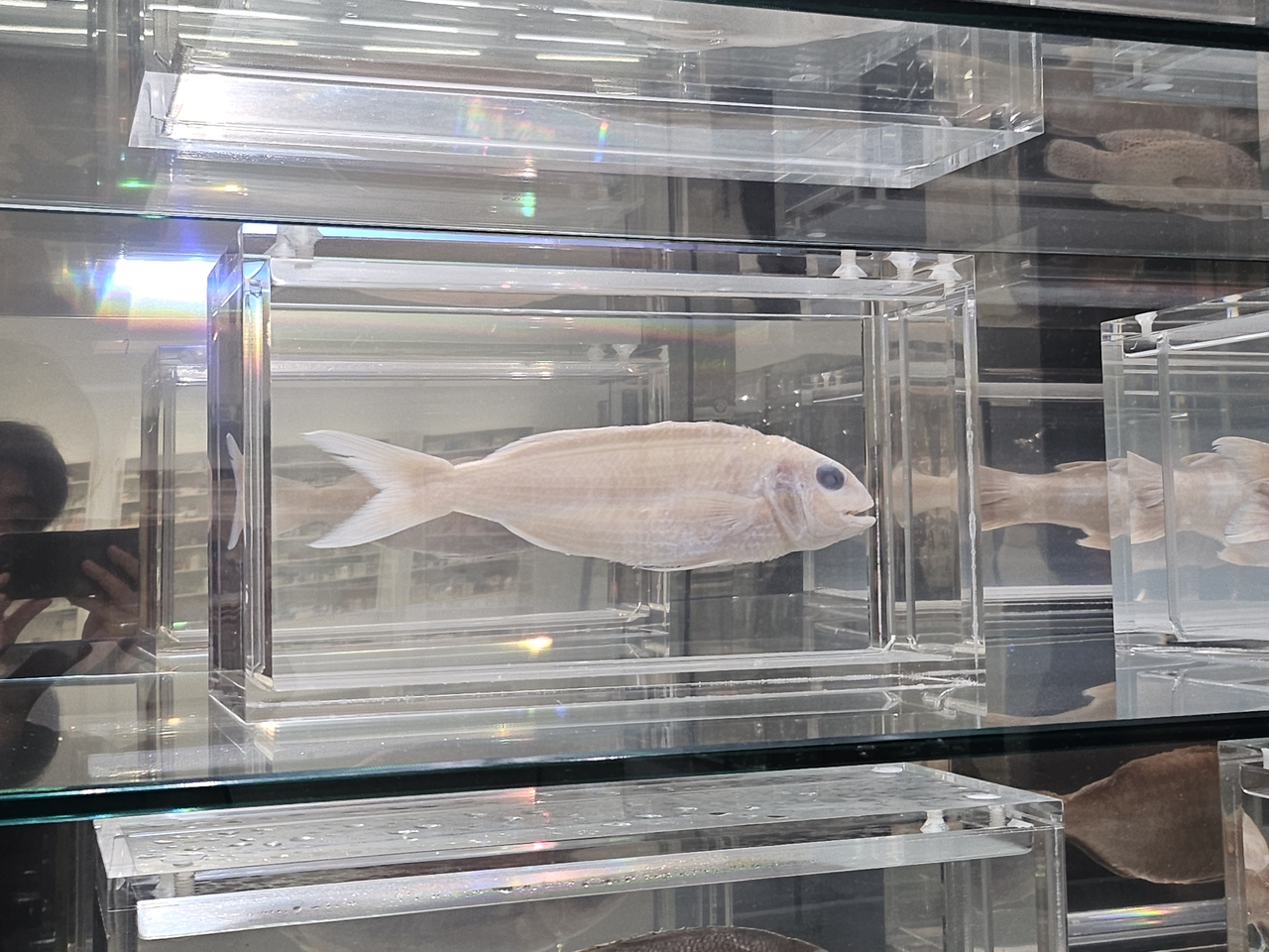 'Flies swarming a dead cow's head': Is the $2.03 million Damien Hirst ...