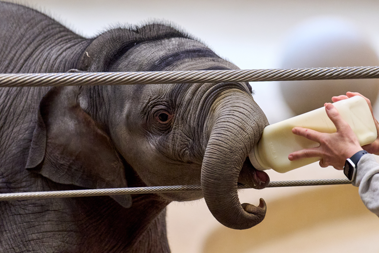 Asian elephant calf makes public debut at DC Zoo - The Korea Herald