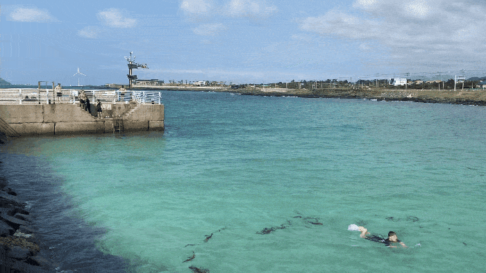 Viral coastal ports face swimming ban in Korea - The Korea Herald