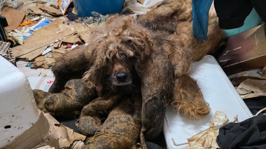 Dog rescued from garbage-filled home in Jeju - The Korea Herald