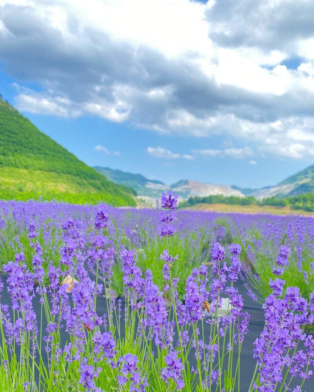 Festivals, sights across Korea - The Korea Herald