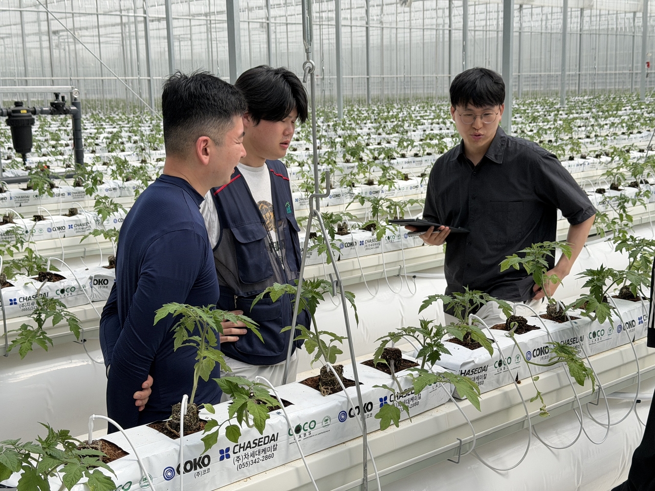 Korean strawberries loved by Japan's women's curling team now harvested ...