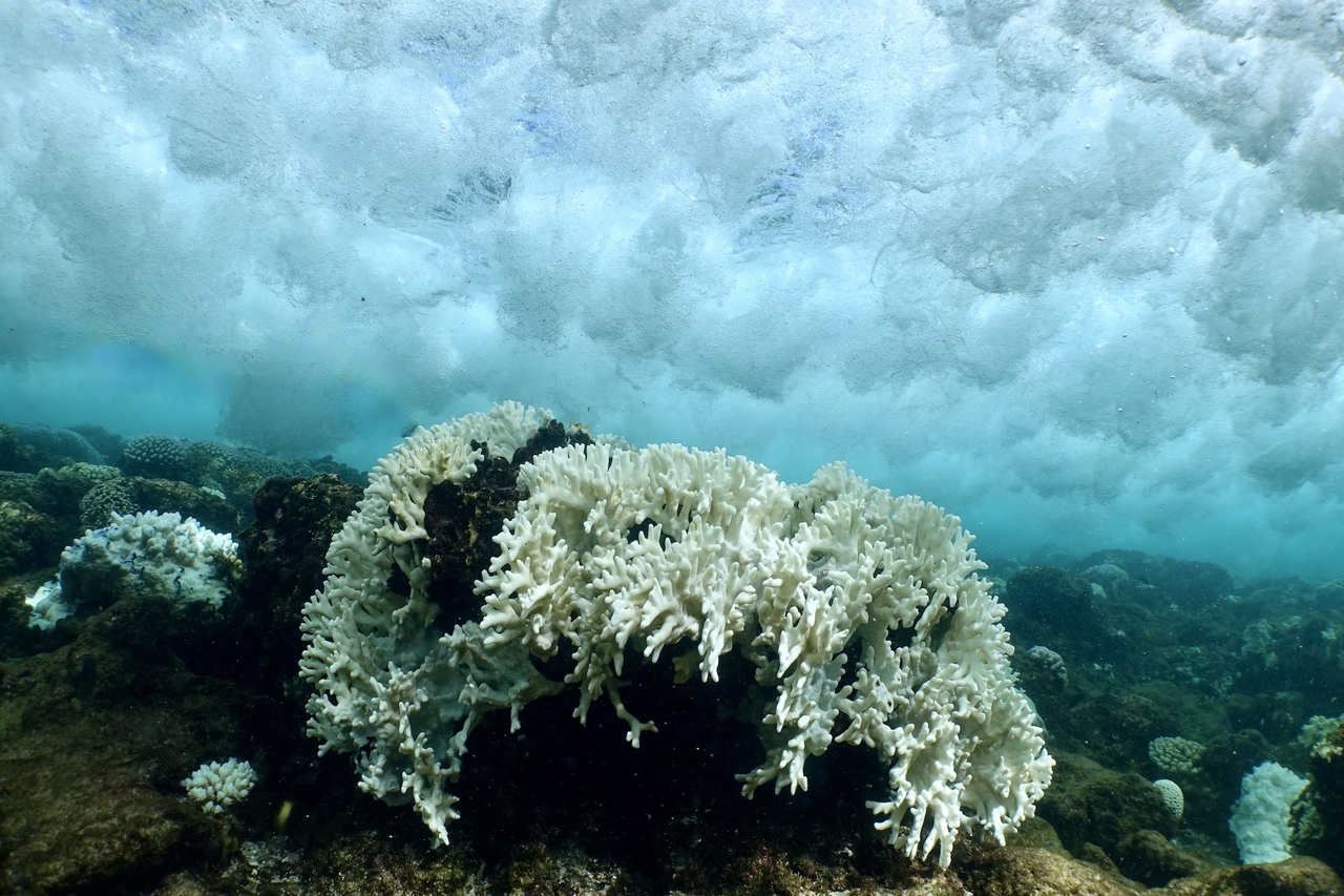 'I thought it was just a rock': Bleached coral spotted worldwide ...